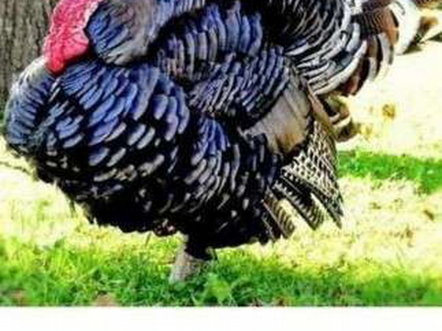 Индюк бронза широкогрудый