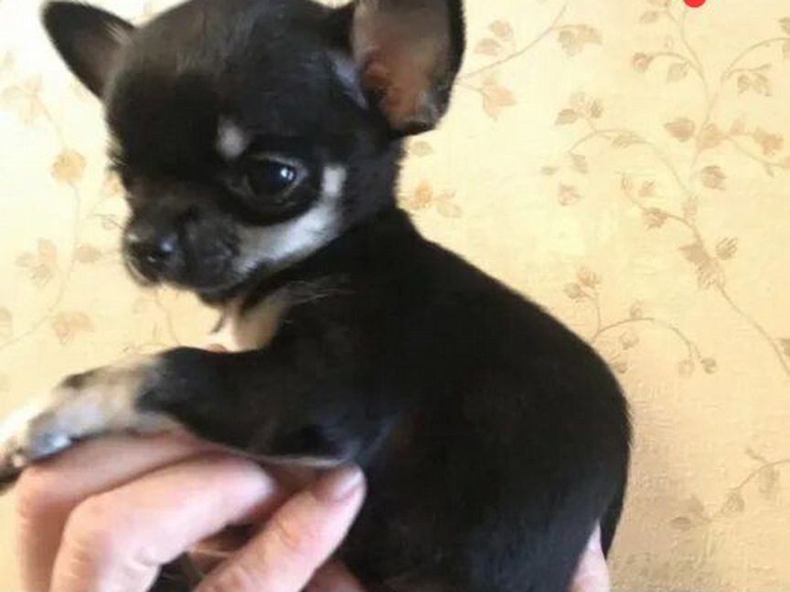 Чихуахуа мальчики