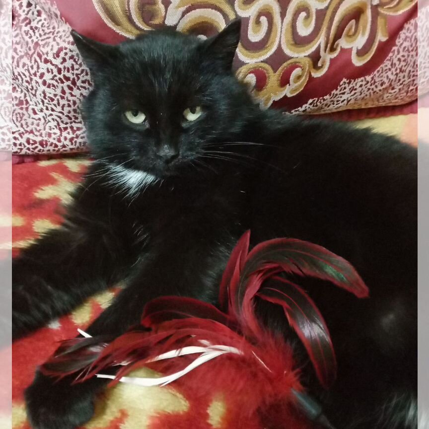 Отдам кошку в добрые руки