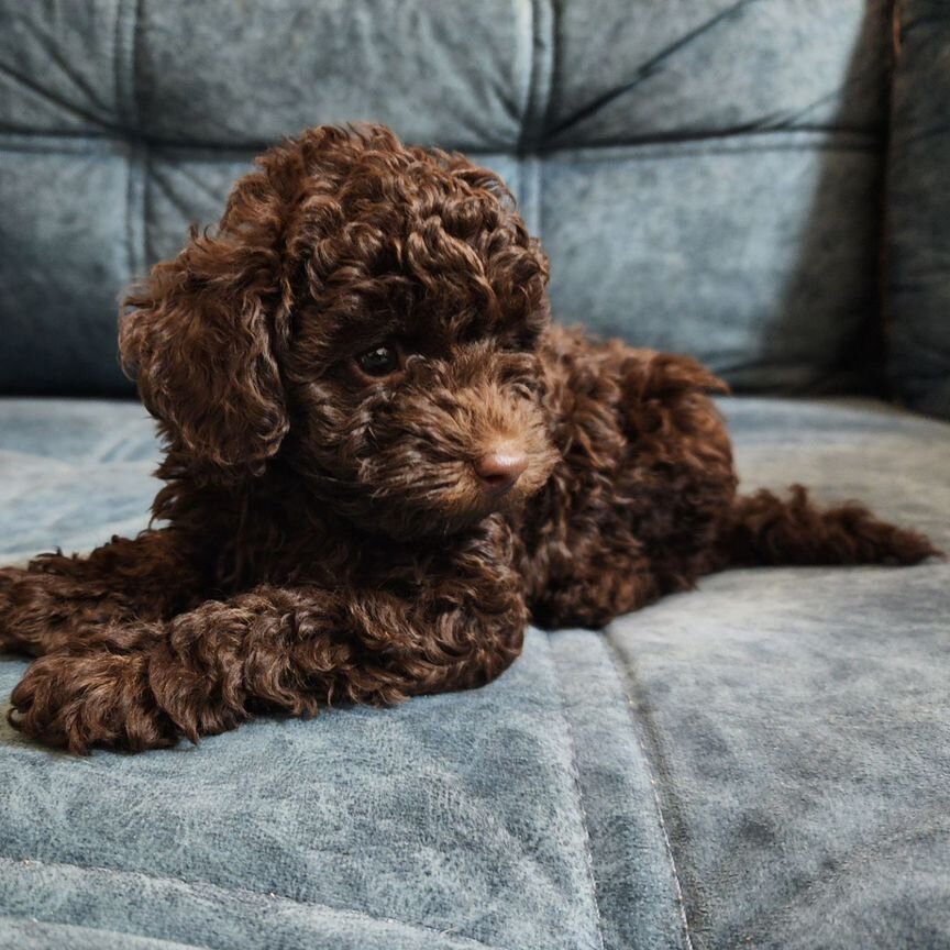 Той-пудель, щенок