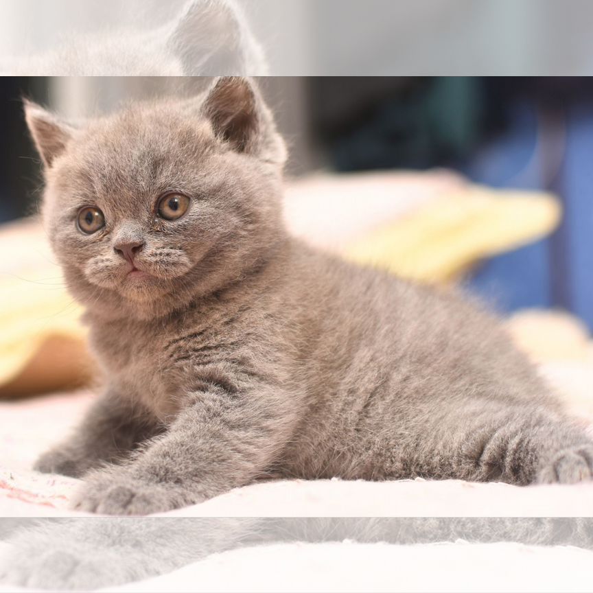Британский короткошёрстный котёнок