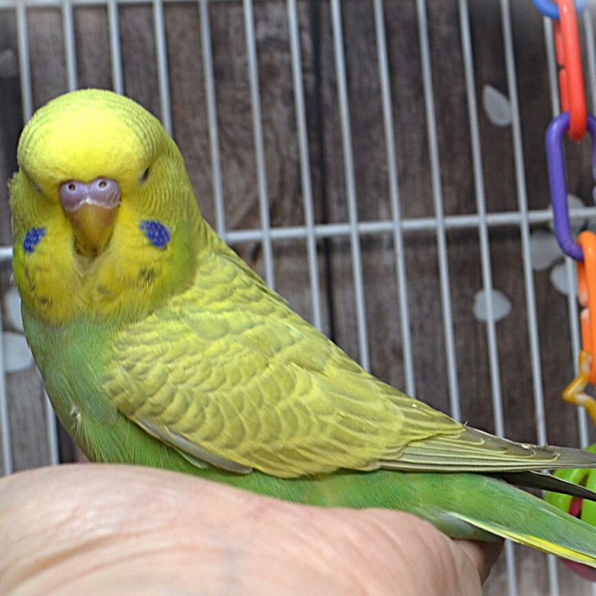 Птенцы волнистых попугаев - чехи