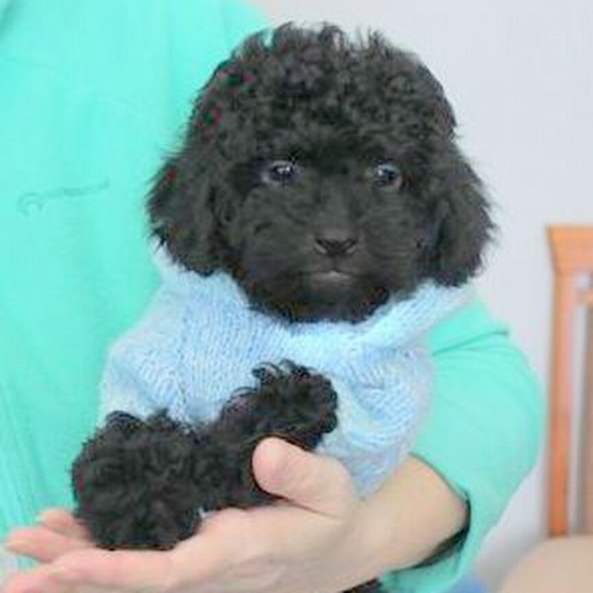 Мальтипу, щенок