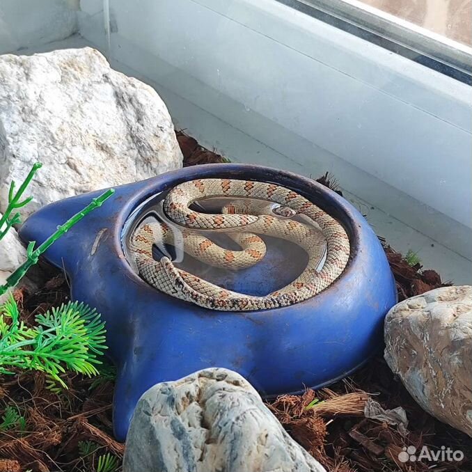 Королевская мексиканская змея