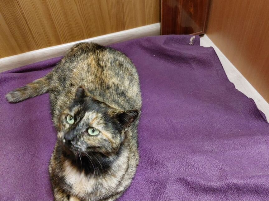 Кошки бесплатно