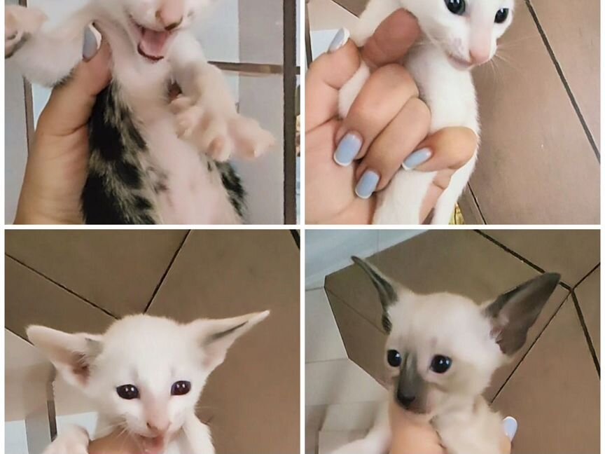 Ориентальные котятки, экстрим