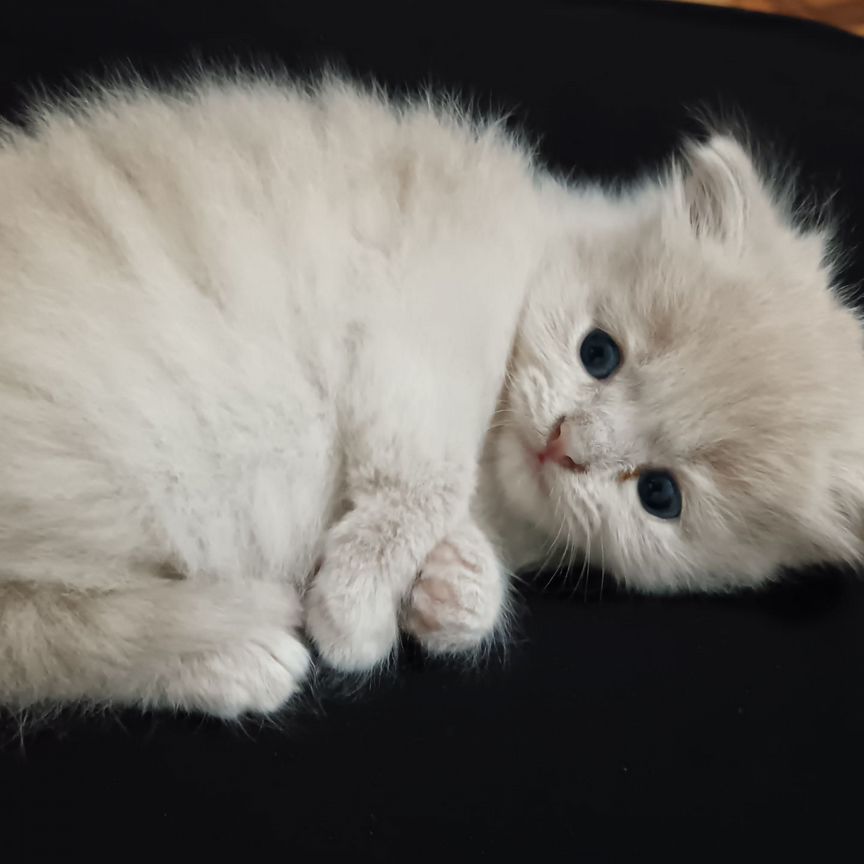 Котята