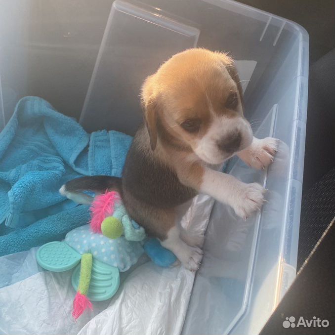 Собаки щенки бигль