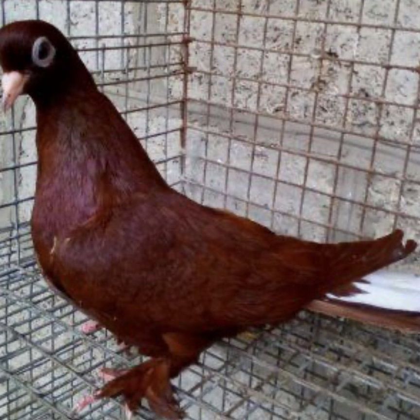 Николаевский голубь