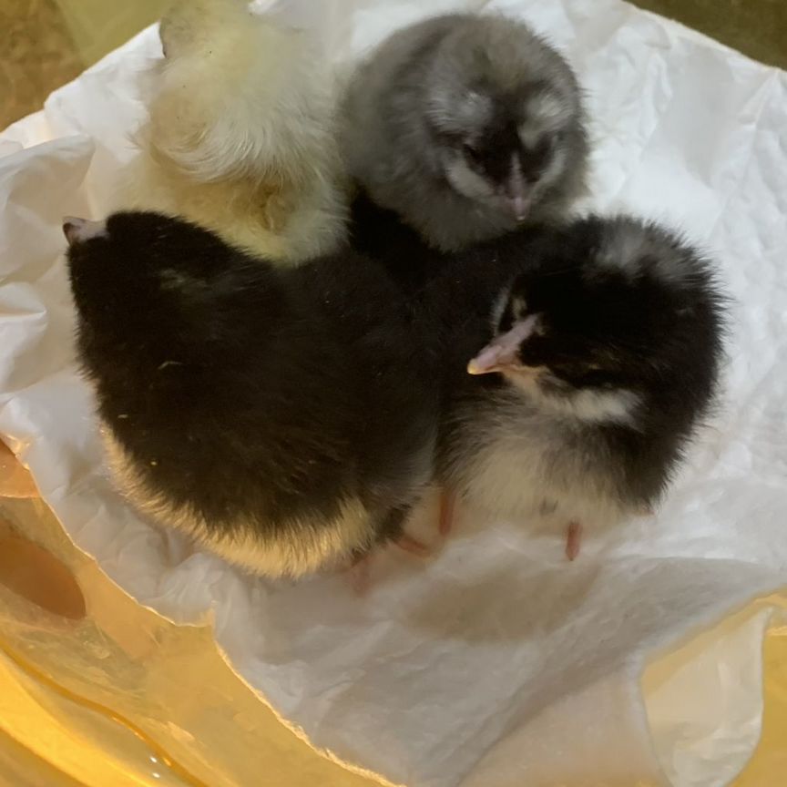 Цыплята суточные