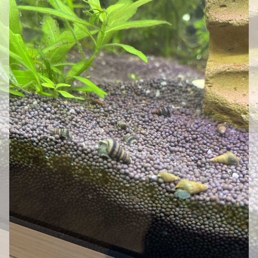 Улитка Геркулес 10-15 мм