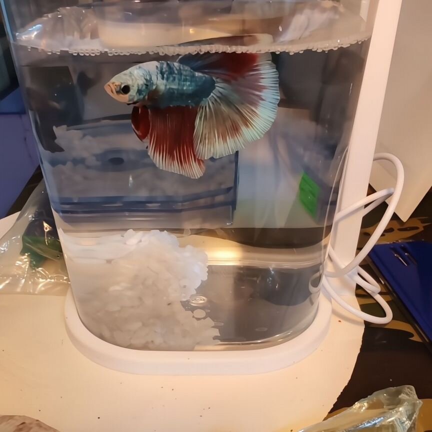 Рыбка Петушок