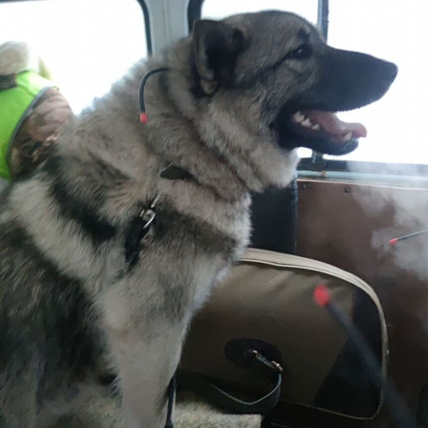 Норвежский элкхаунд, взрослая собака