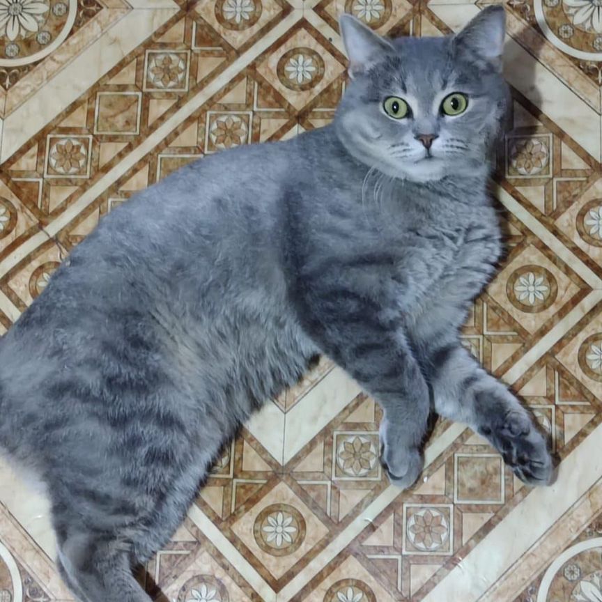 Отдам в добрые руки