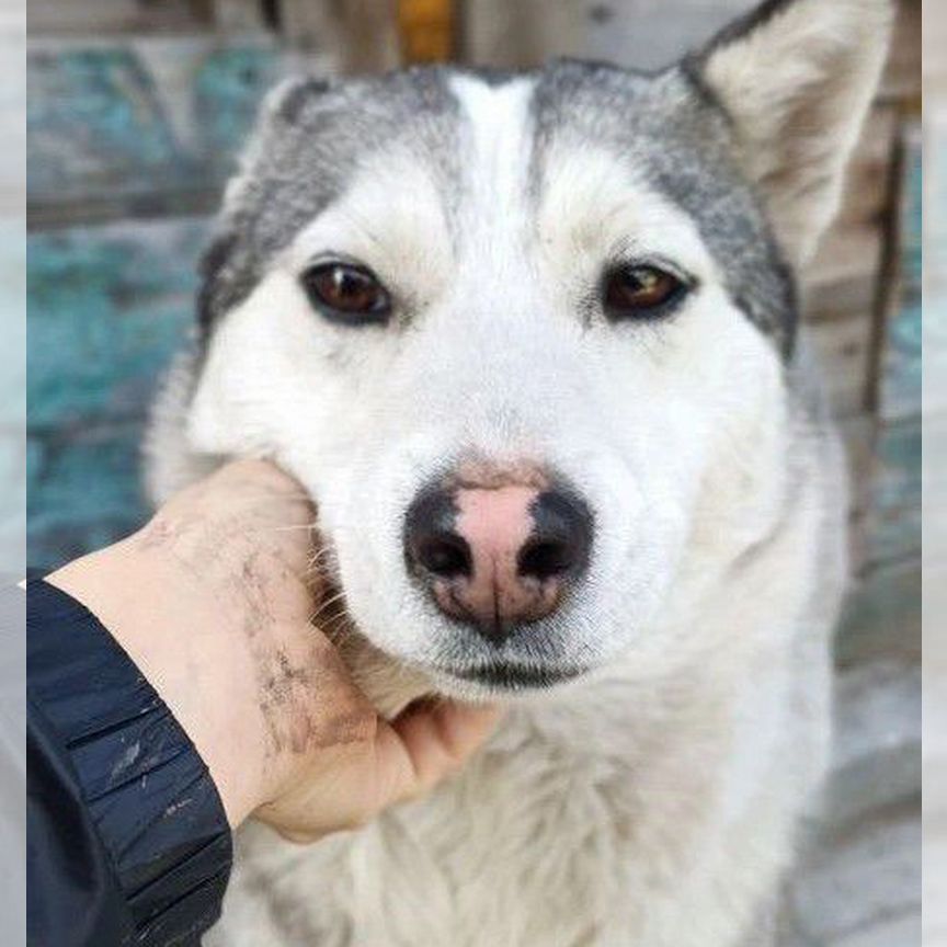 Взрослая собака в добрые руки