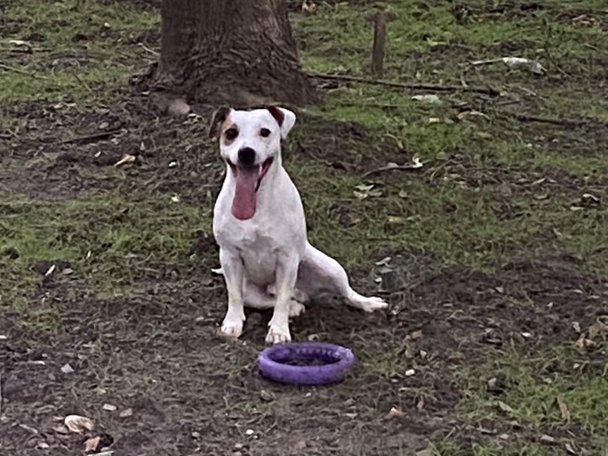 Вязка джек рассел терьер