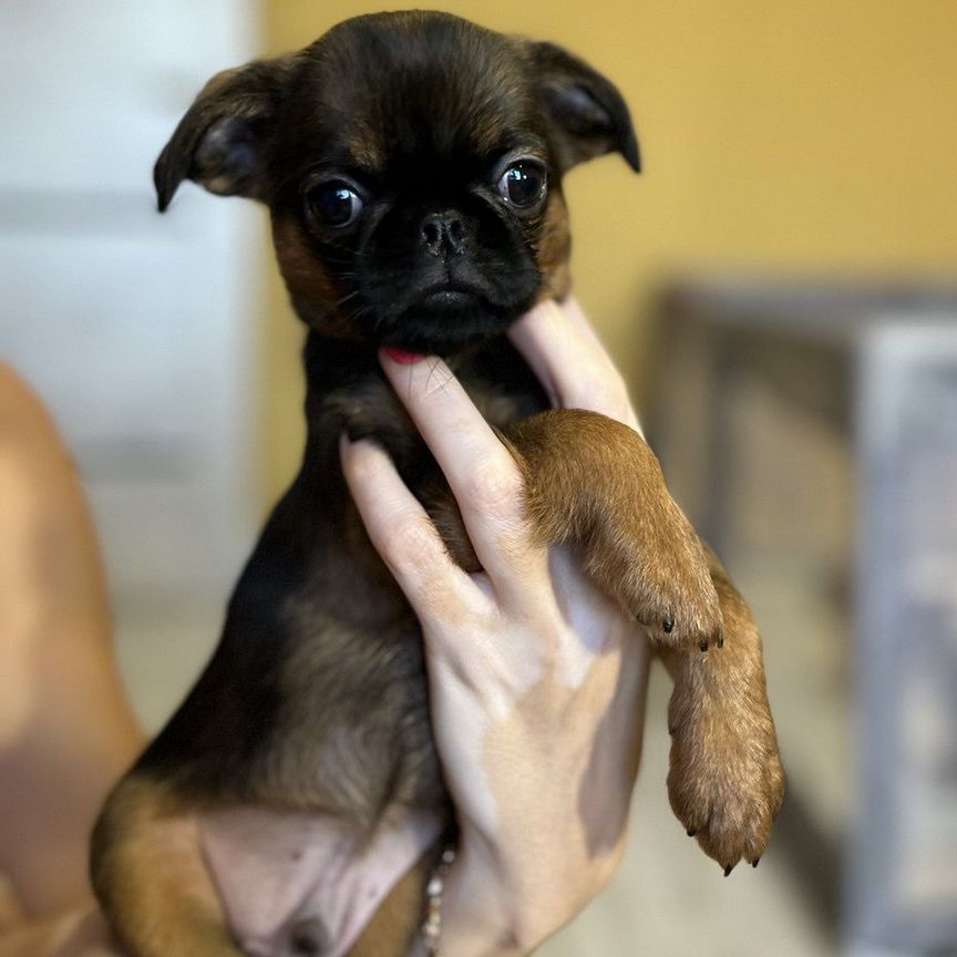 Пти-брабансон, щенок