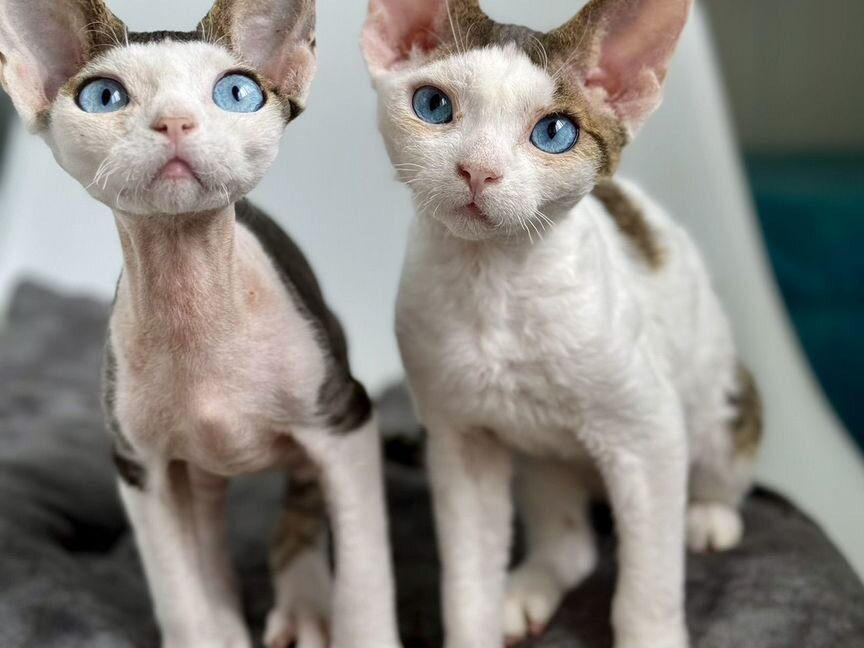 Котята Девон рекс