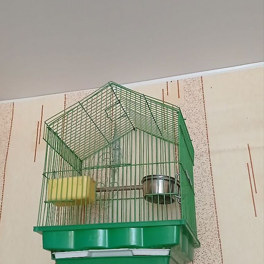 Клетка