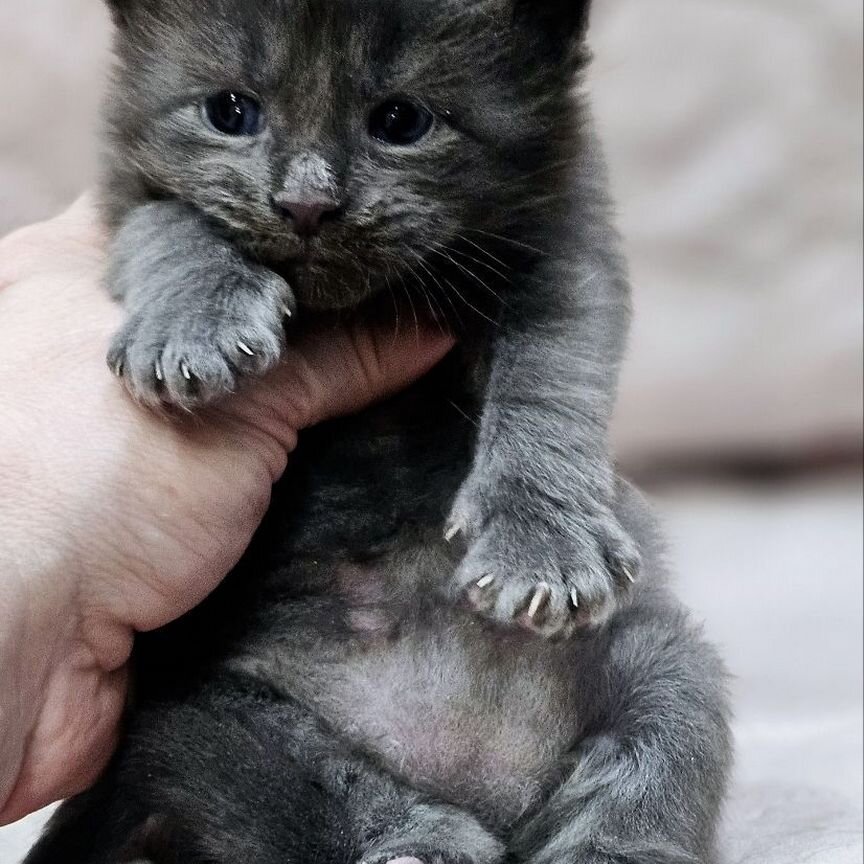 Шикарный крупный кот мейкун