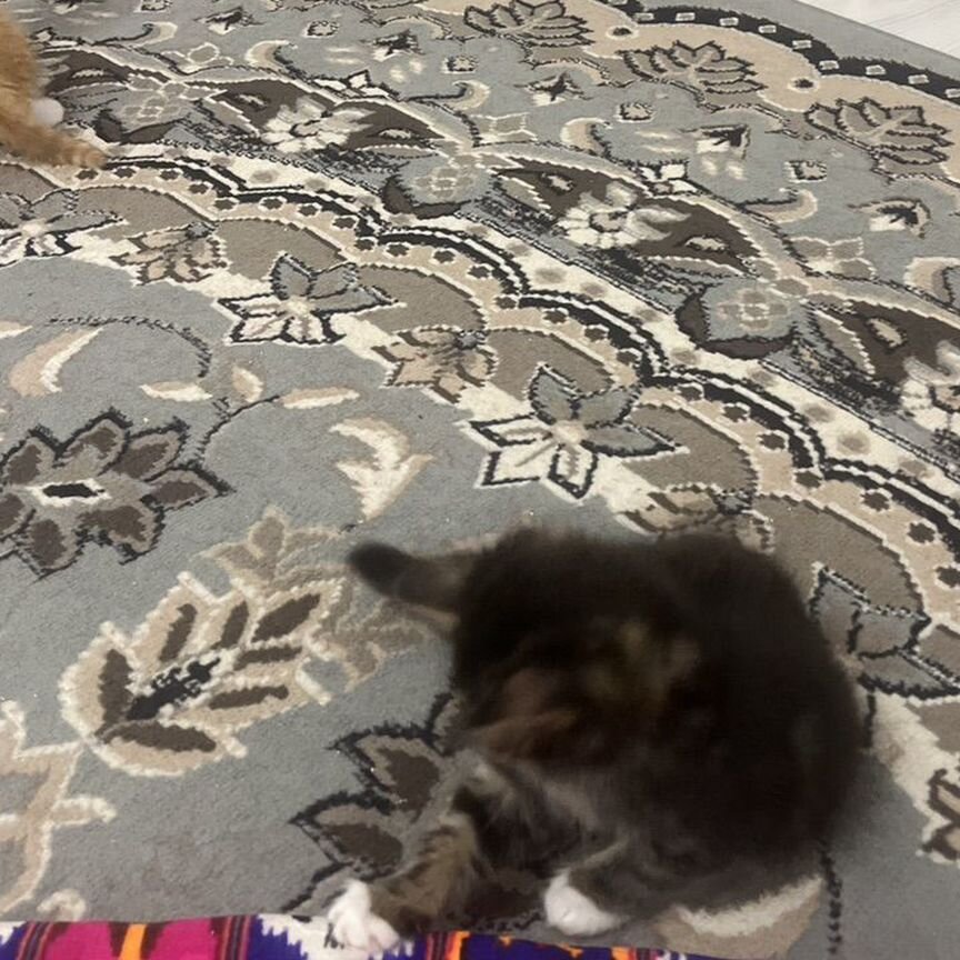 Котята в добрые руки приучены к лотку