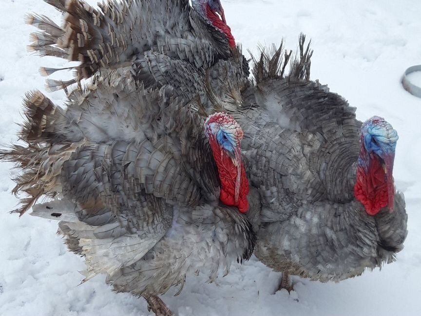 Индюки на племя