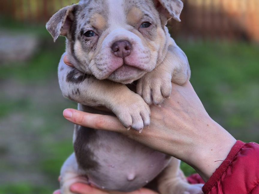 Американский булли тип покет (девочка)