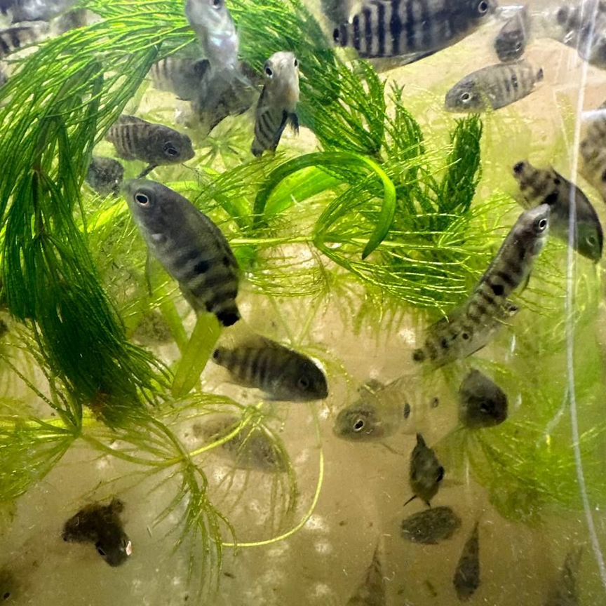 Цихлазома мальки