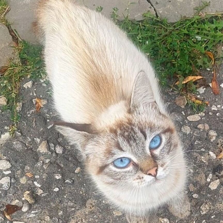 Голубоглазая красотка Амели ищет дом