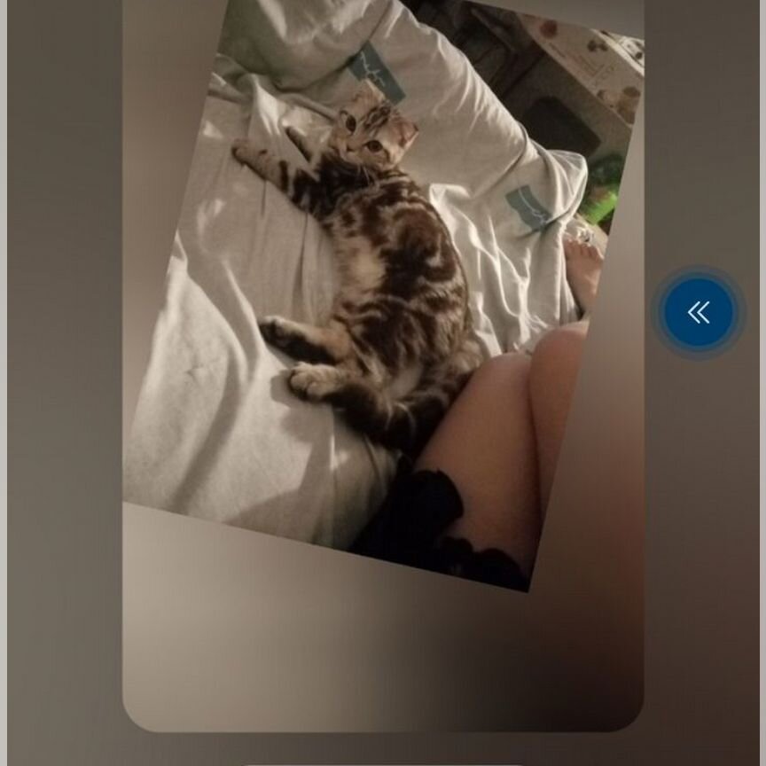 Отдам кошку в добрые руки Девочка