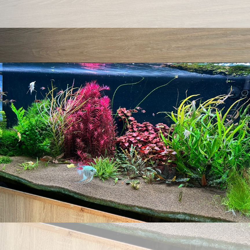 Растения для аквариума