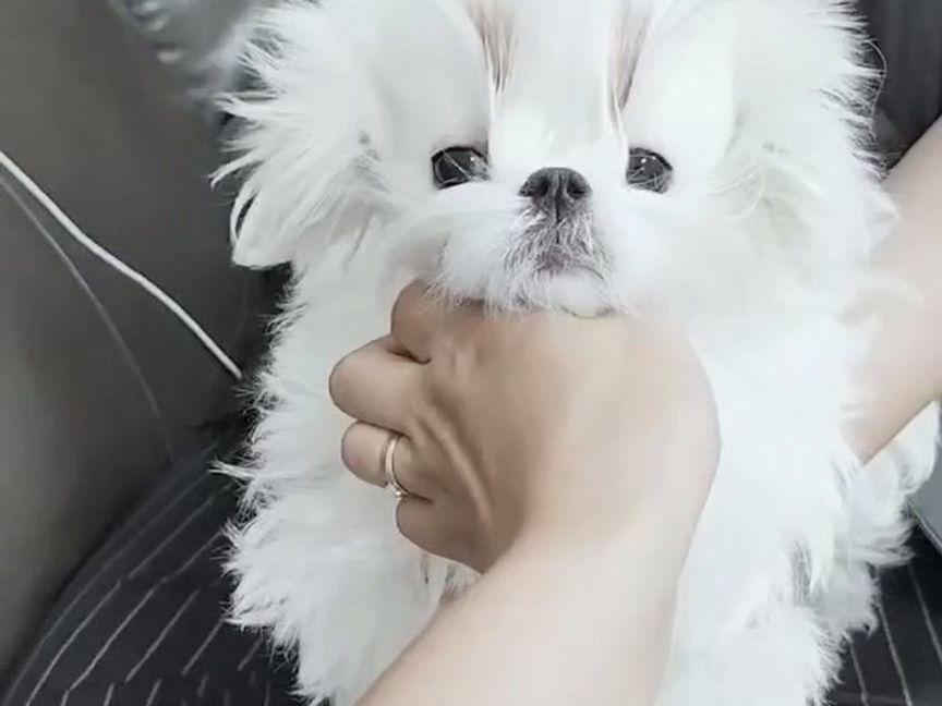 Мальтезе мальчик корея