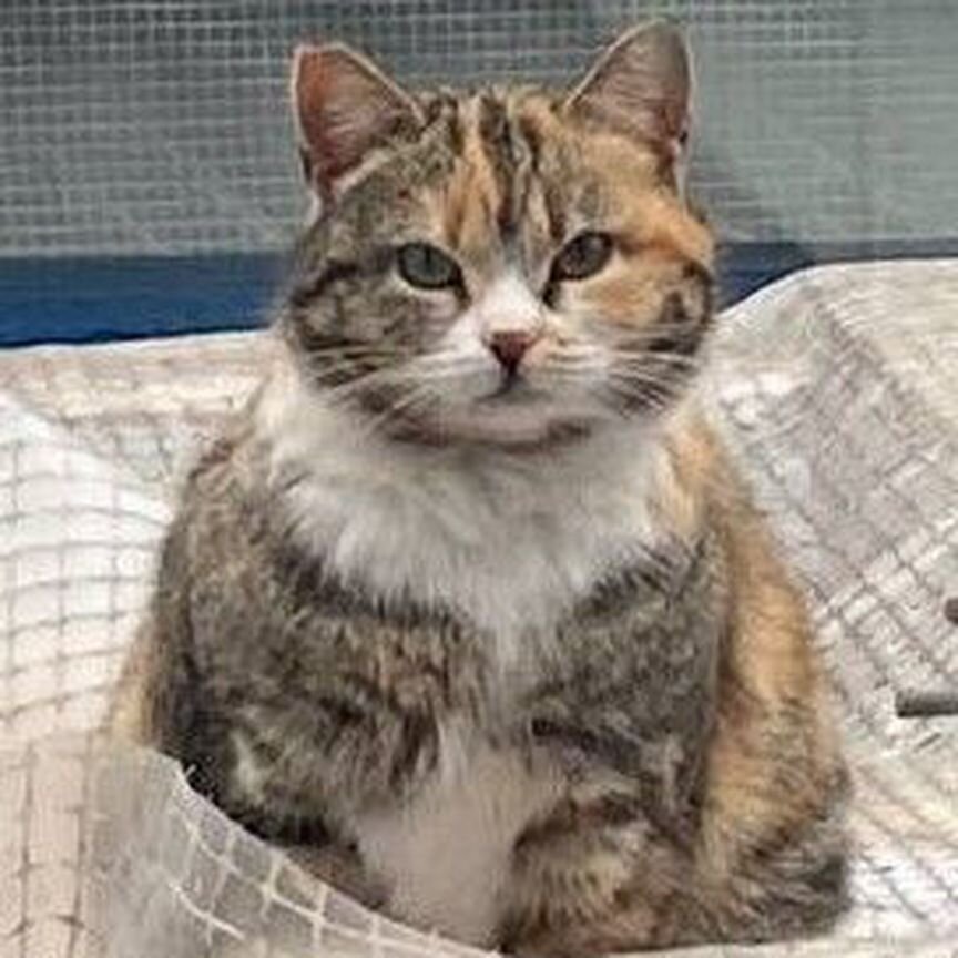 Кошка Люся ищет дом, стерилизована, 5 лет