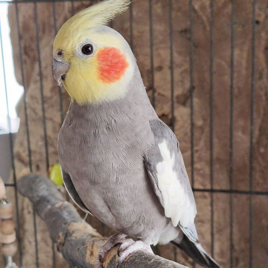 Карелла девочка молодая