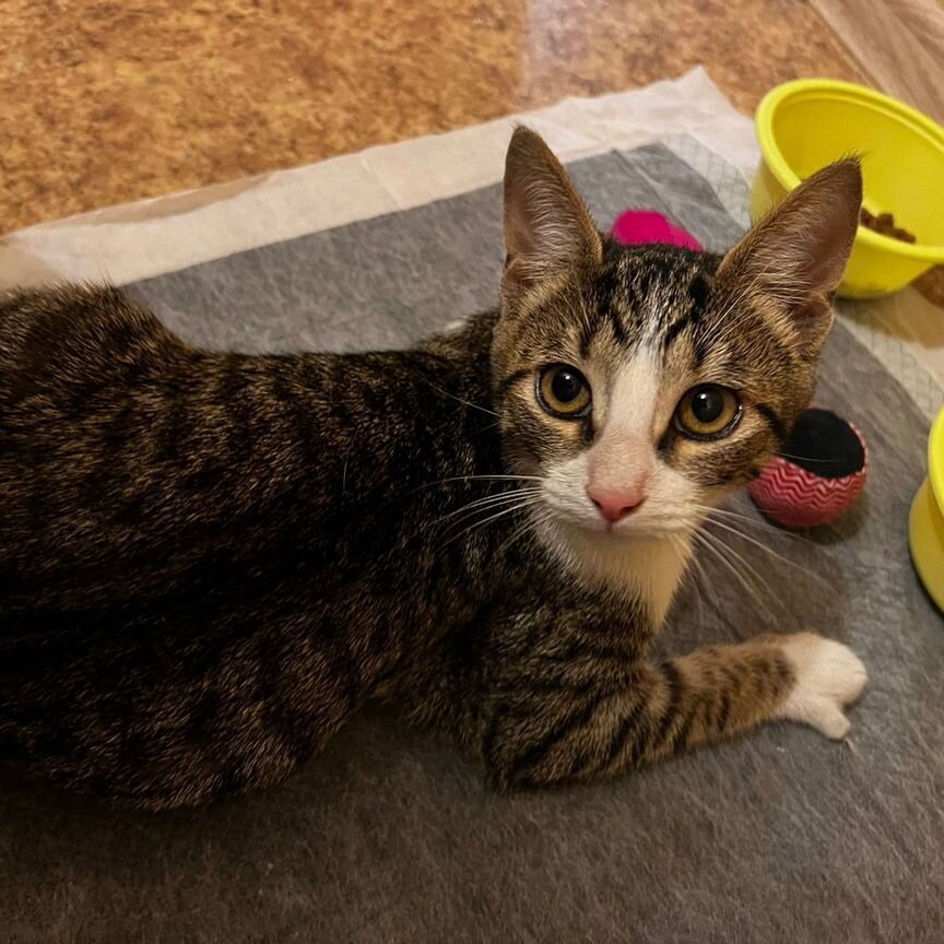 Котенок мальчик 4 мес