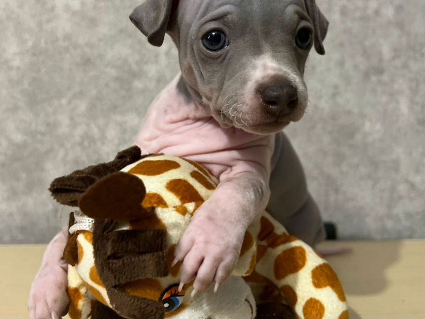 Американский голый терьер щенки