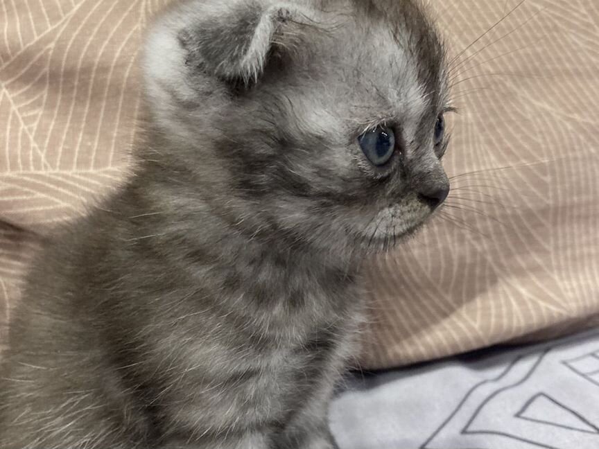 Котята чистокровные шотландские