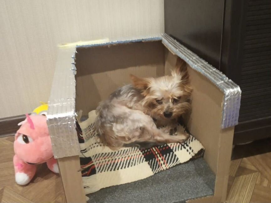 Йоркширский терьер мальчик