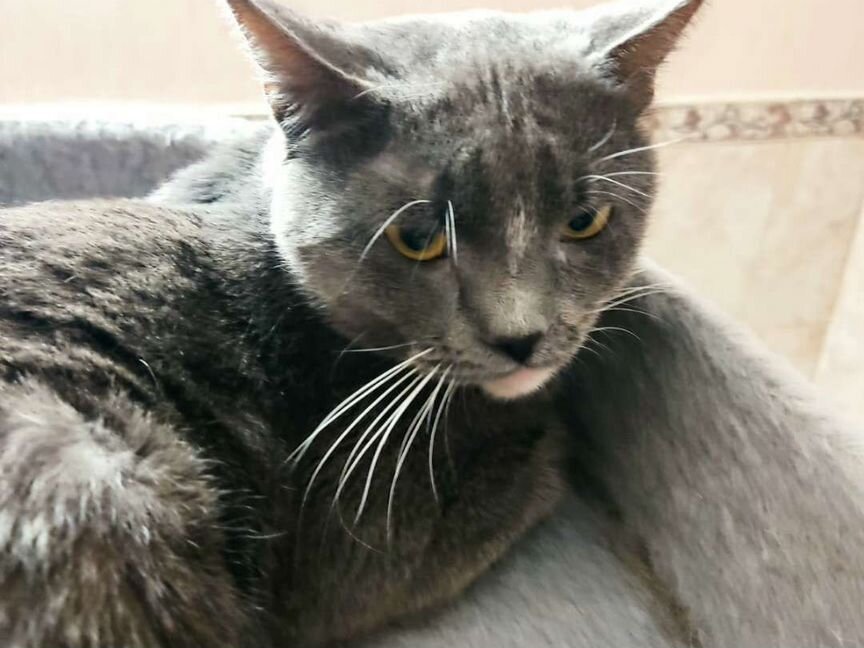 Метис британца котик