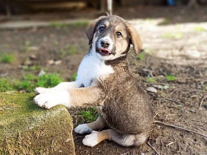 Щенок в добрые руки