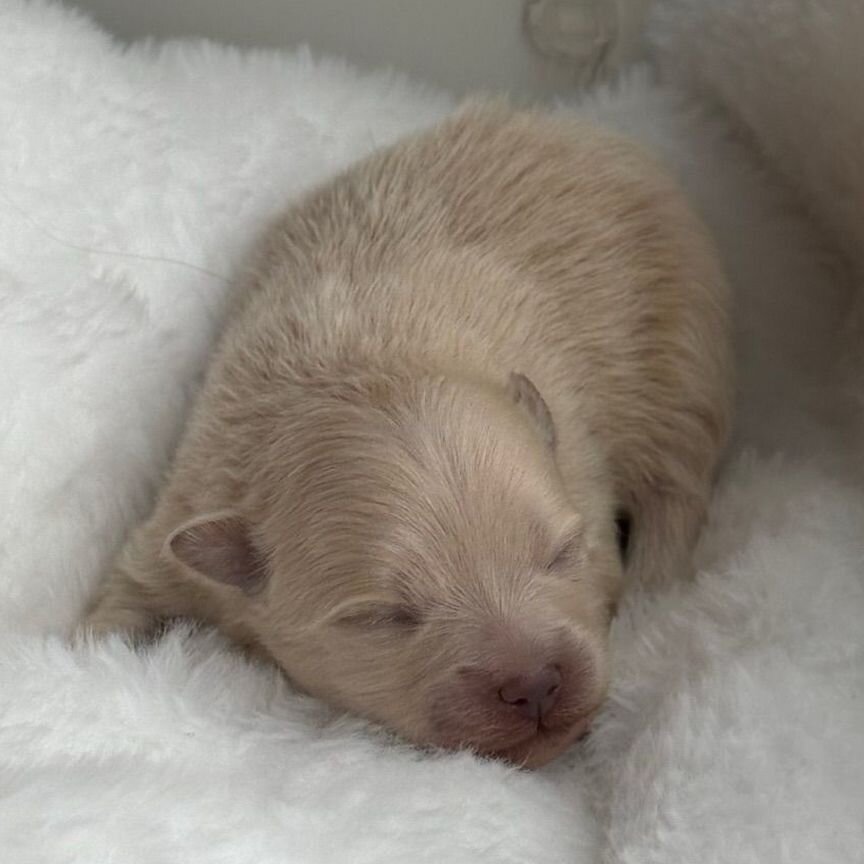 Немецкий шпиц, щенок