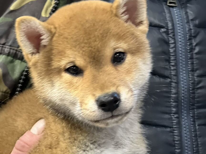 Сиба яркий мальчик