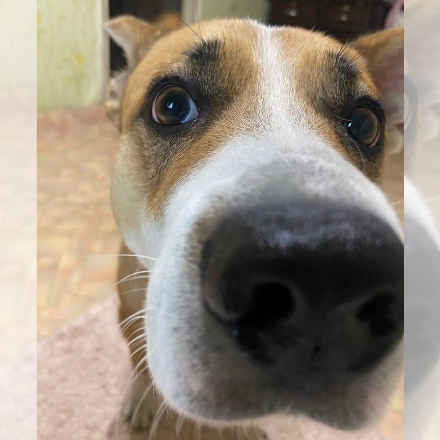 Взрослый пёс в добрые руки