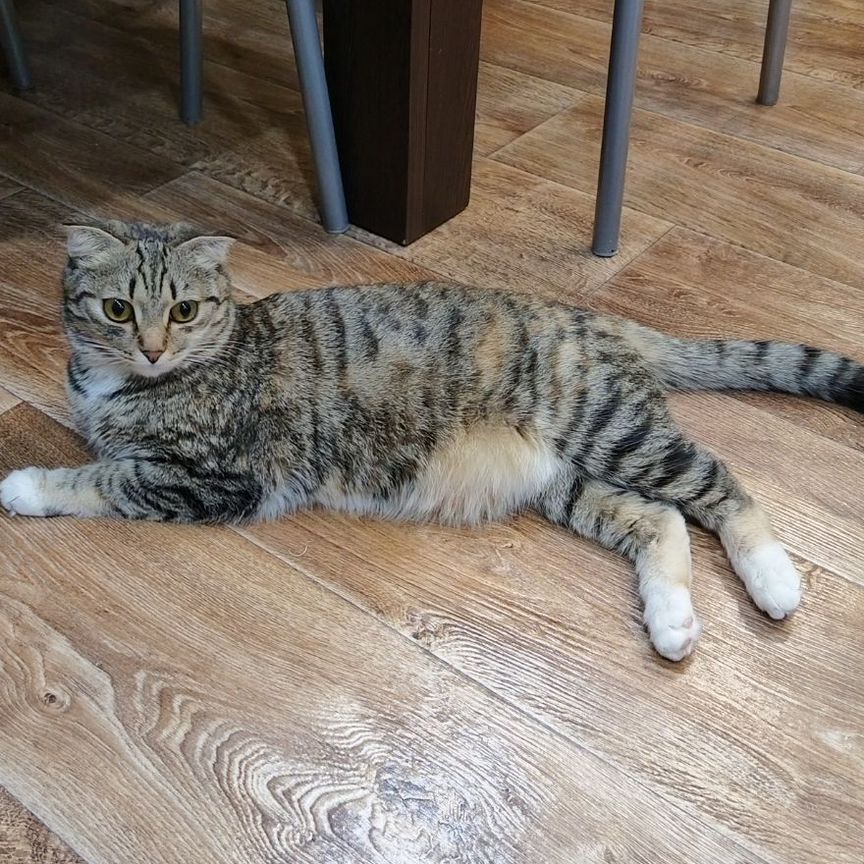 Кошечка в добрые руки бесплатно