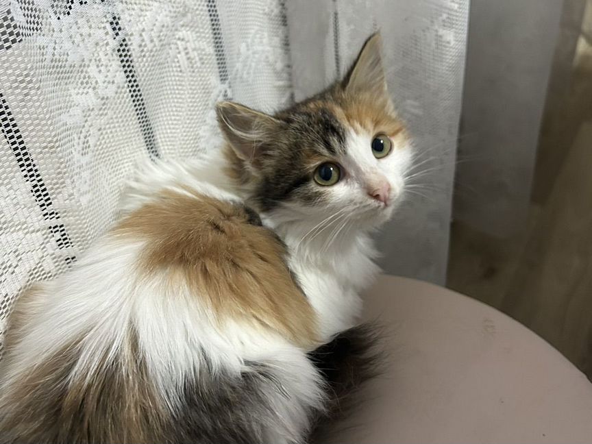 Котята в добрые руки бесплатно