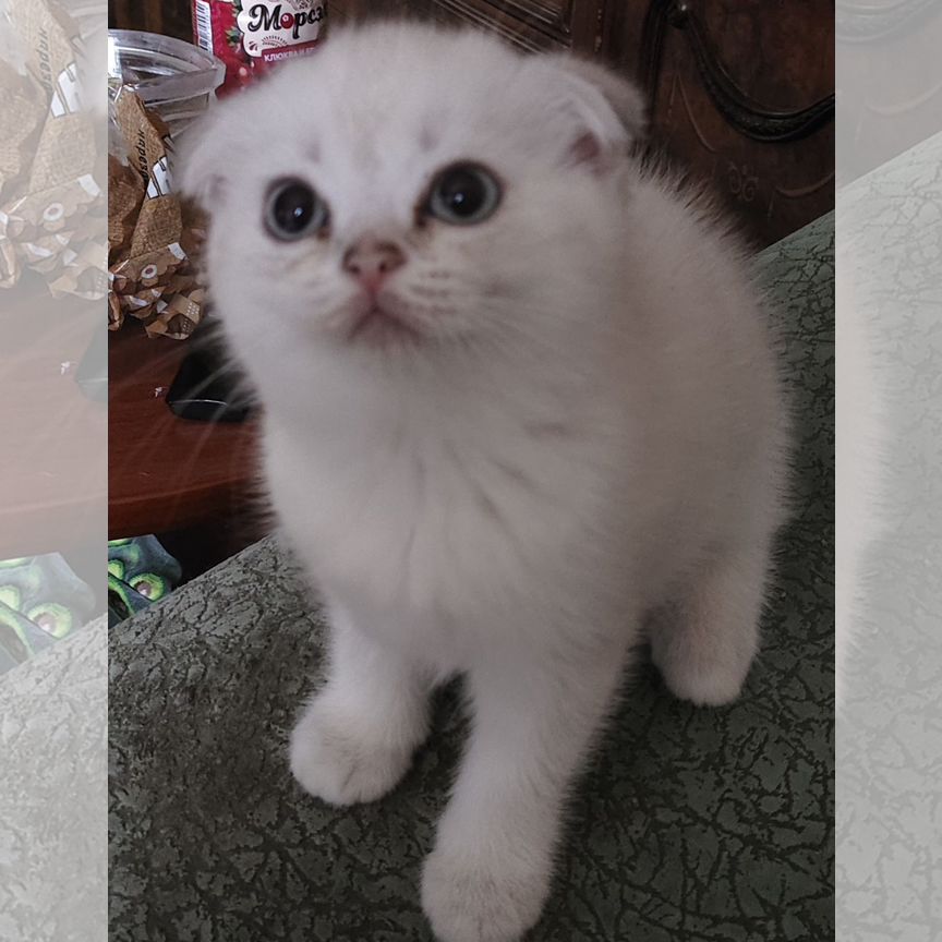 Шотландский вислоухий короткошёрстный котёнок