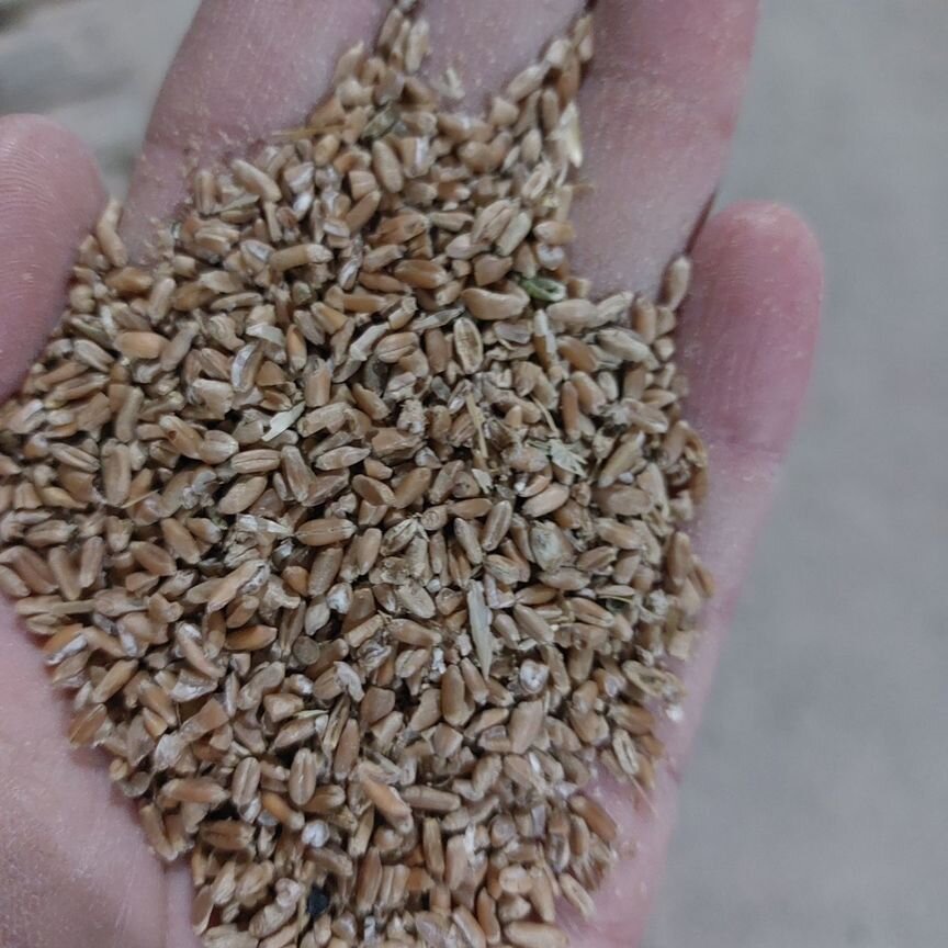 Пшеница мелкая, комбикорм