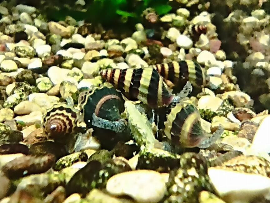 Улитки хилена