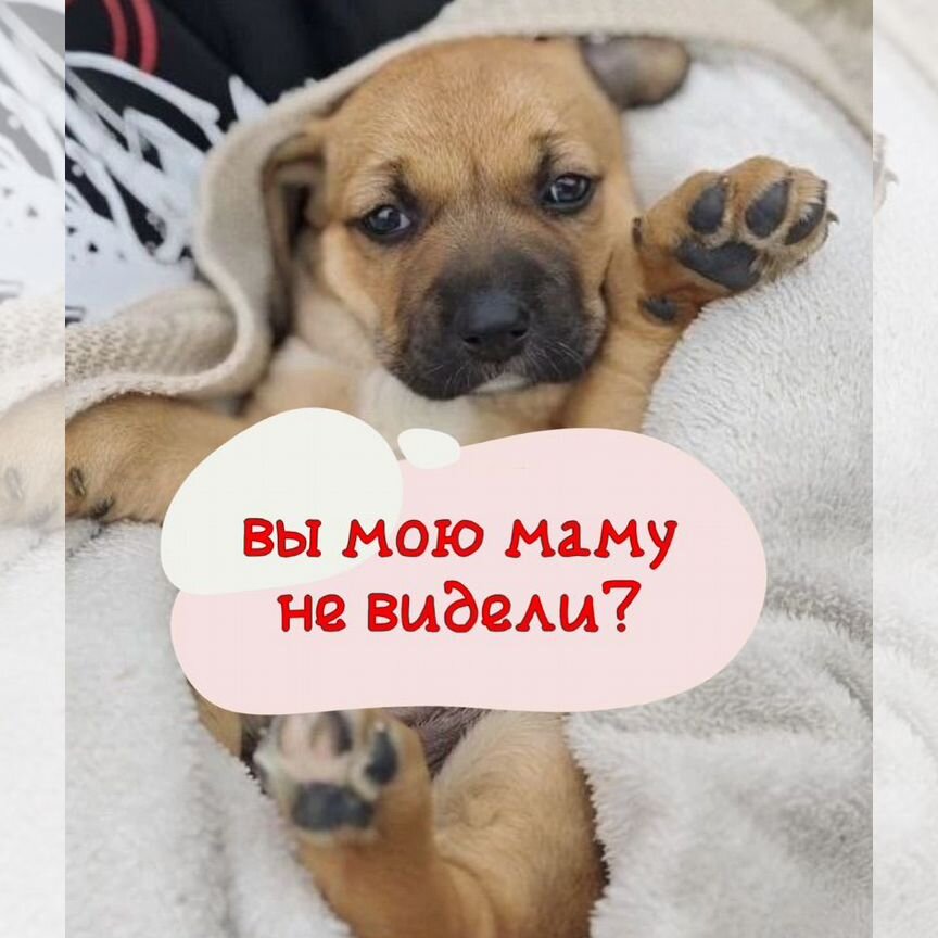 Щенок в добрые руки