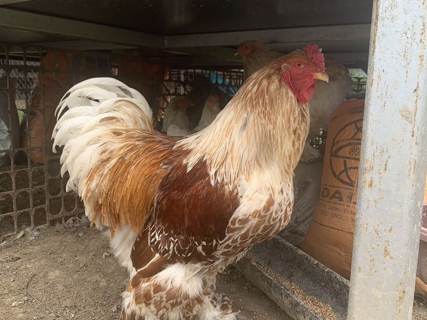 Брама петух